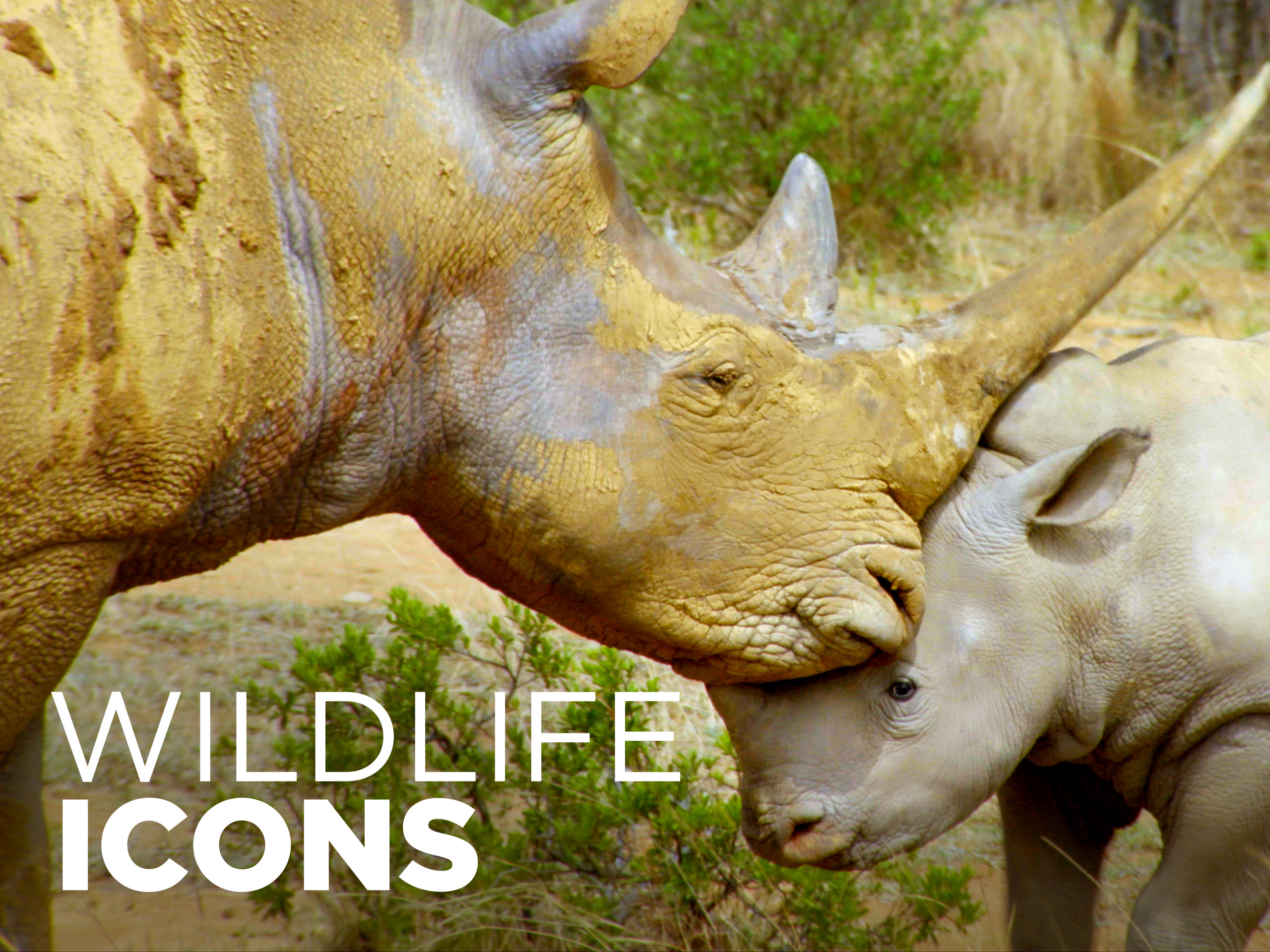Prime Video: Wildlife Icons - Season 1