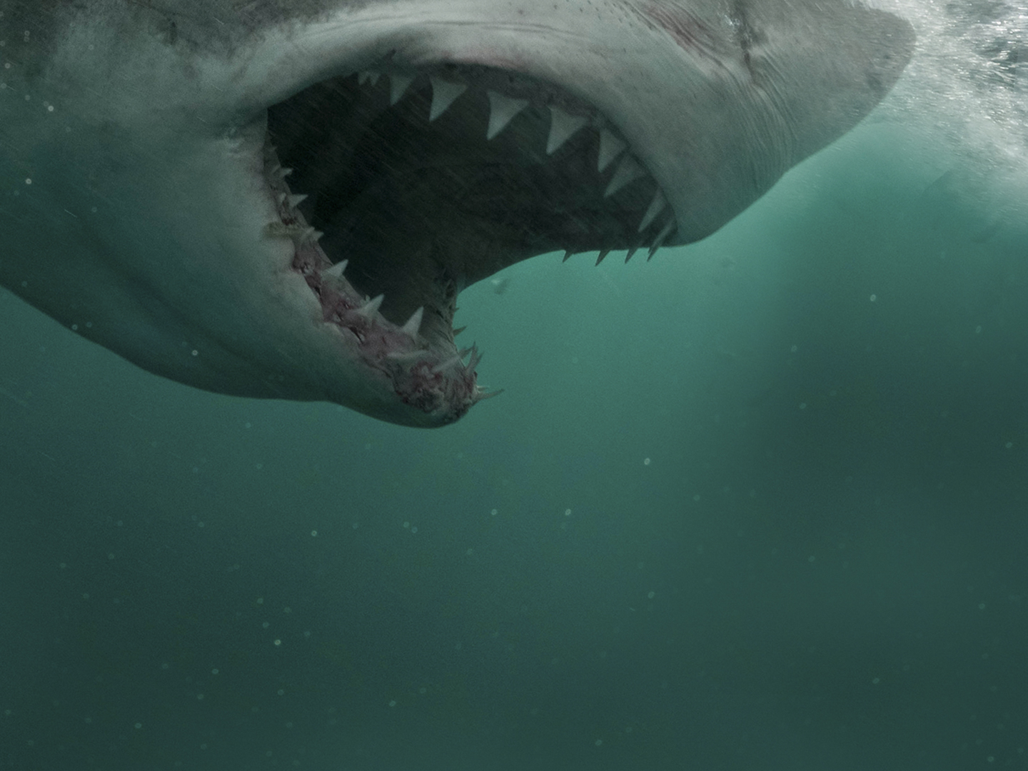 Prime Video: Return Of The Megashark - Season 1