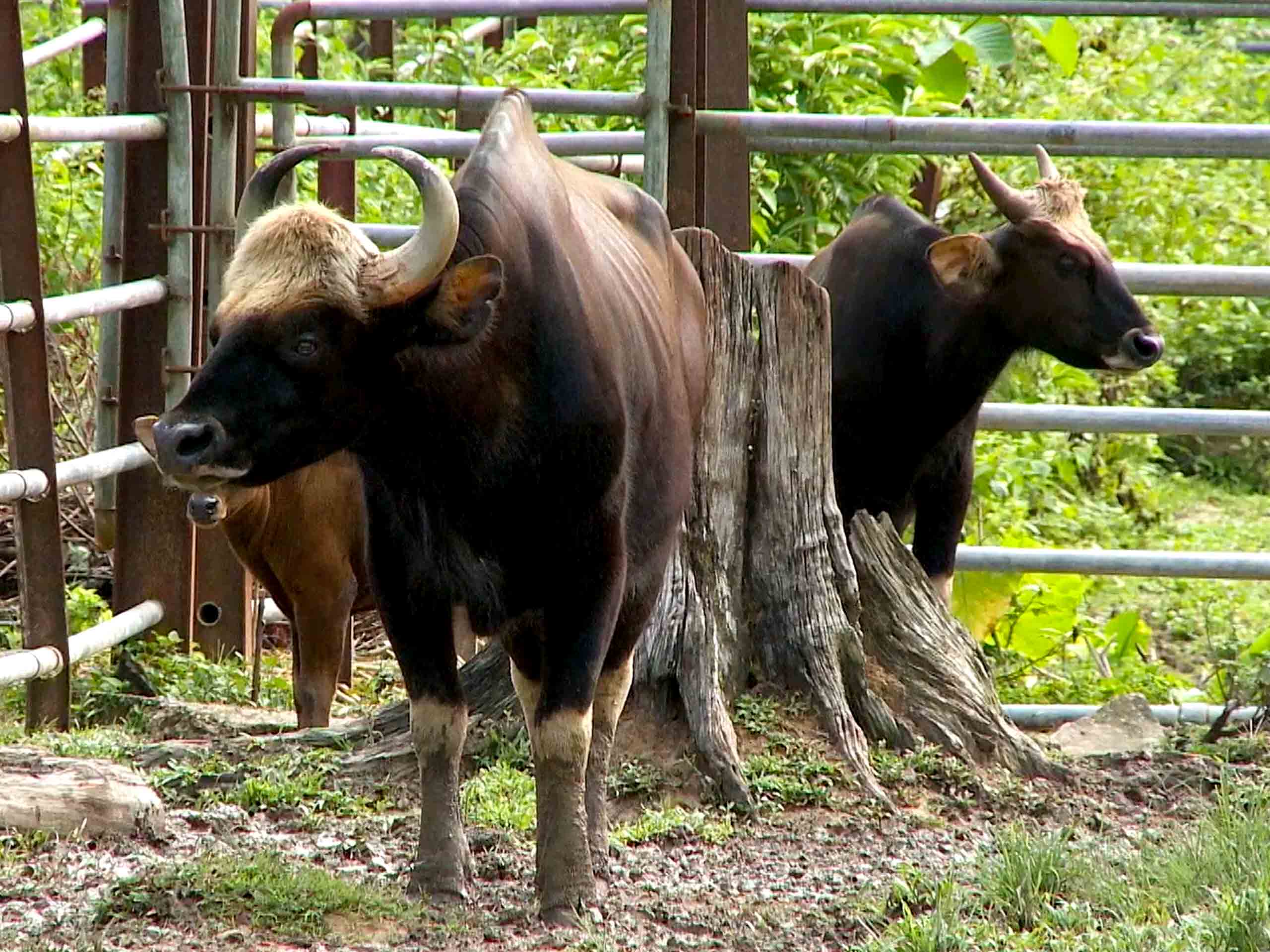 Prime Video: S3. Wildlife Defenders