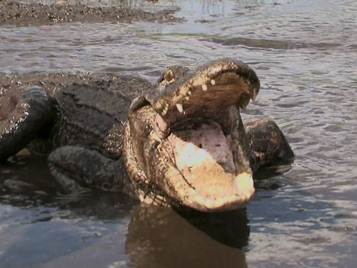 Prime Video: Gator Boys - Season 4