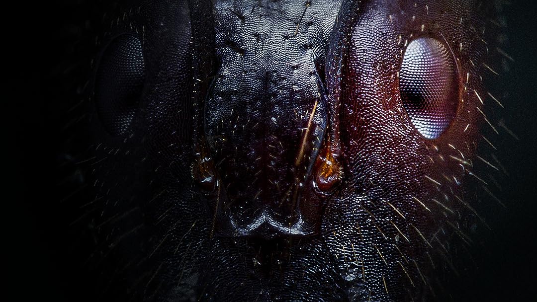 Watch Ants | Prime Video