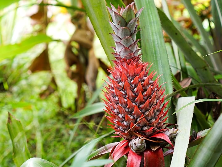 Prime Video: The Botanist's Eye: Identifying the Plants around You