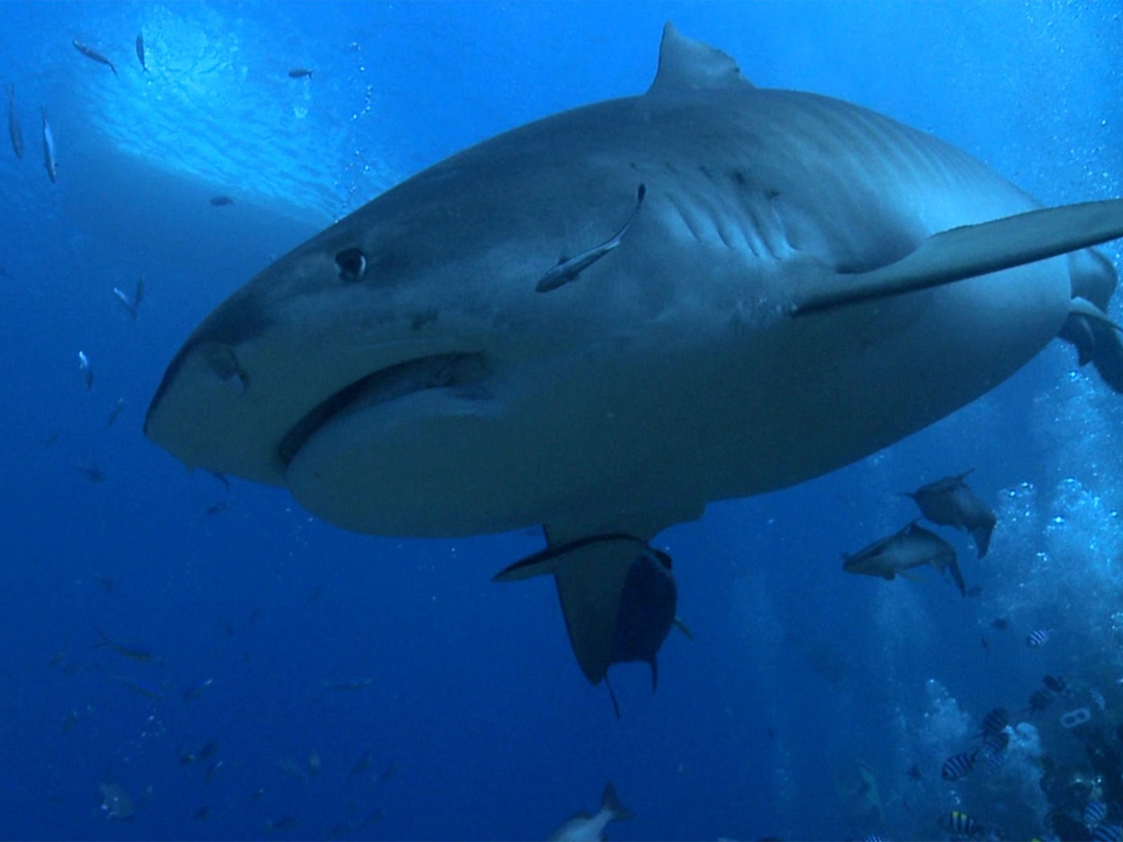 Prime Video: Shark Man with Riley Elliott