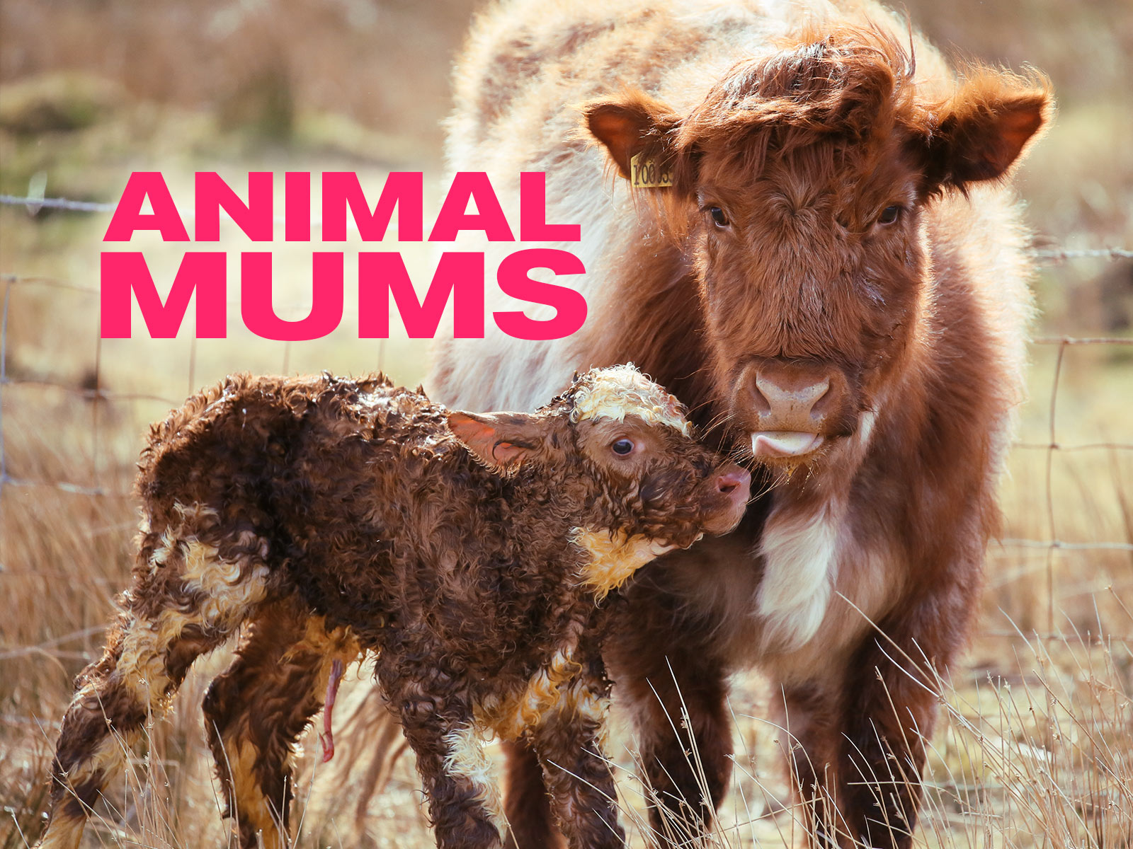 Prime Video: Animal Mums - Season 1