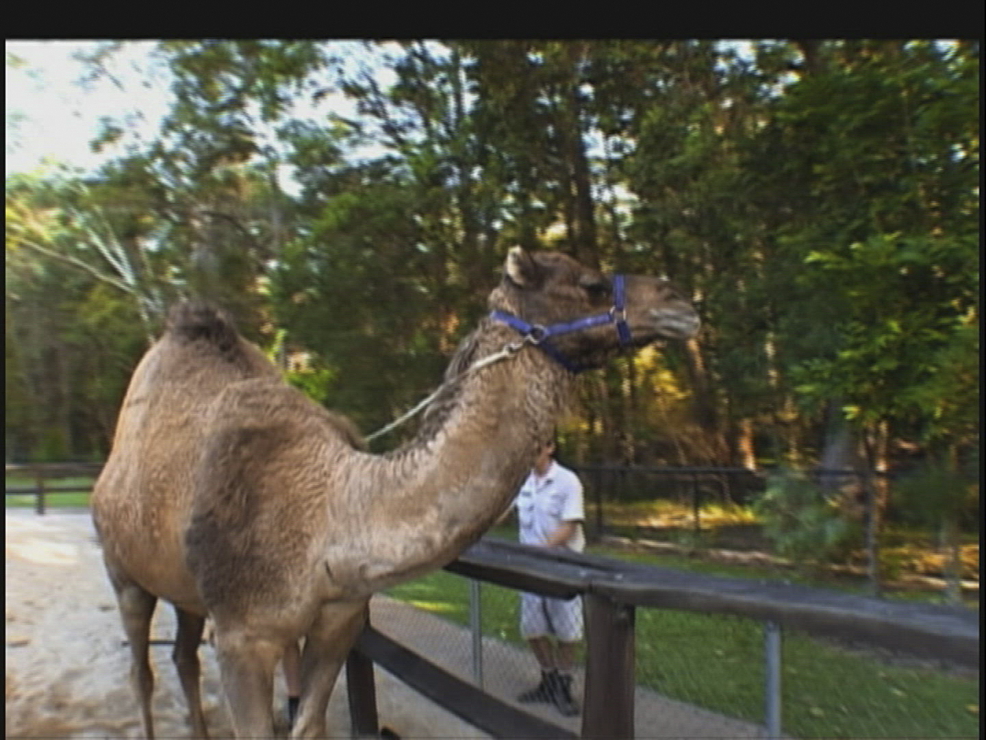 Prime Video: Crocodile Hunter Diaries - Season 2