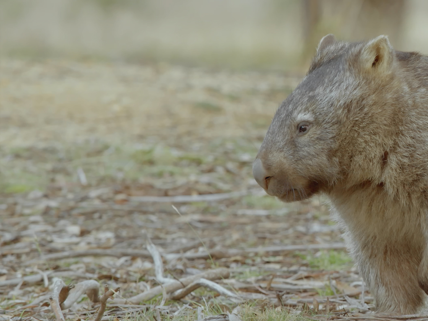 Prime Video: Secret Life of the Wombat - Season 1