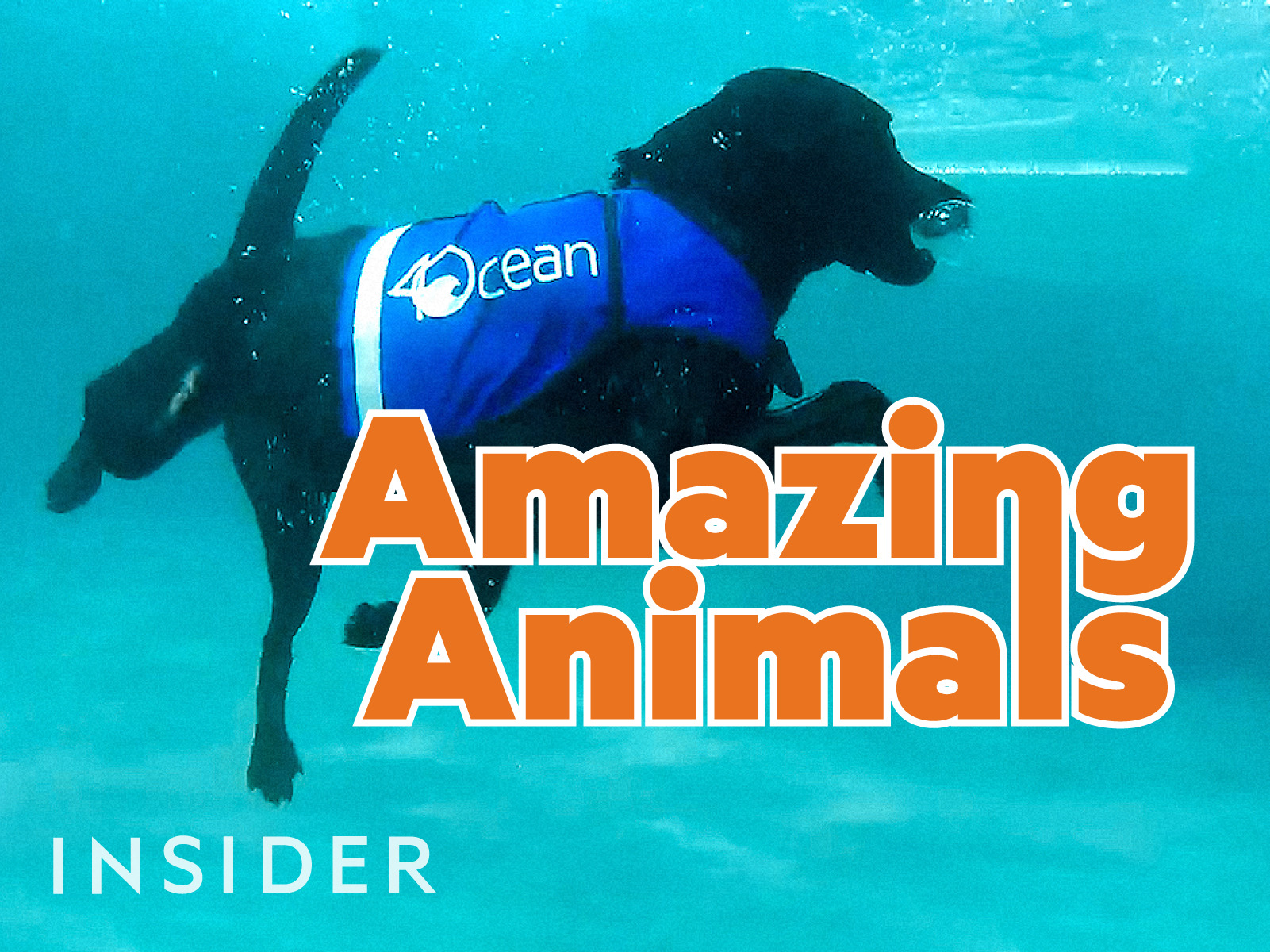 Prime Video: Amazing Animals