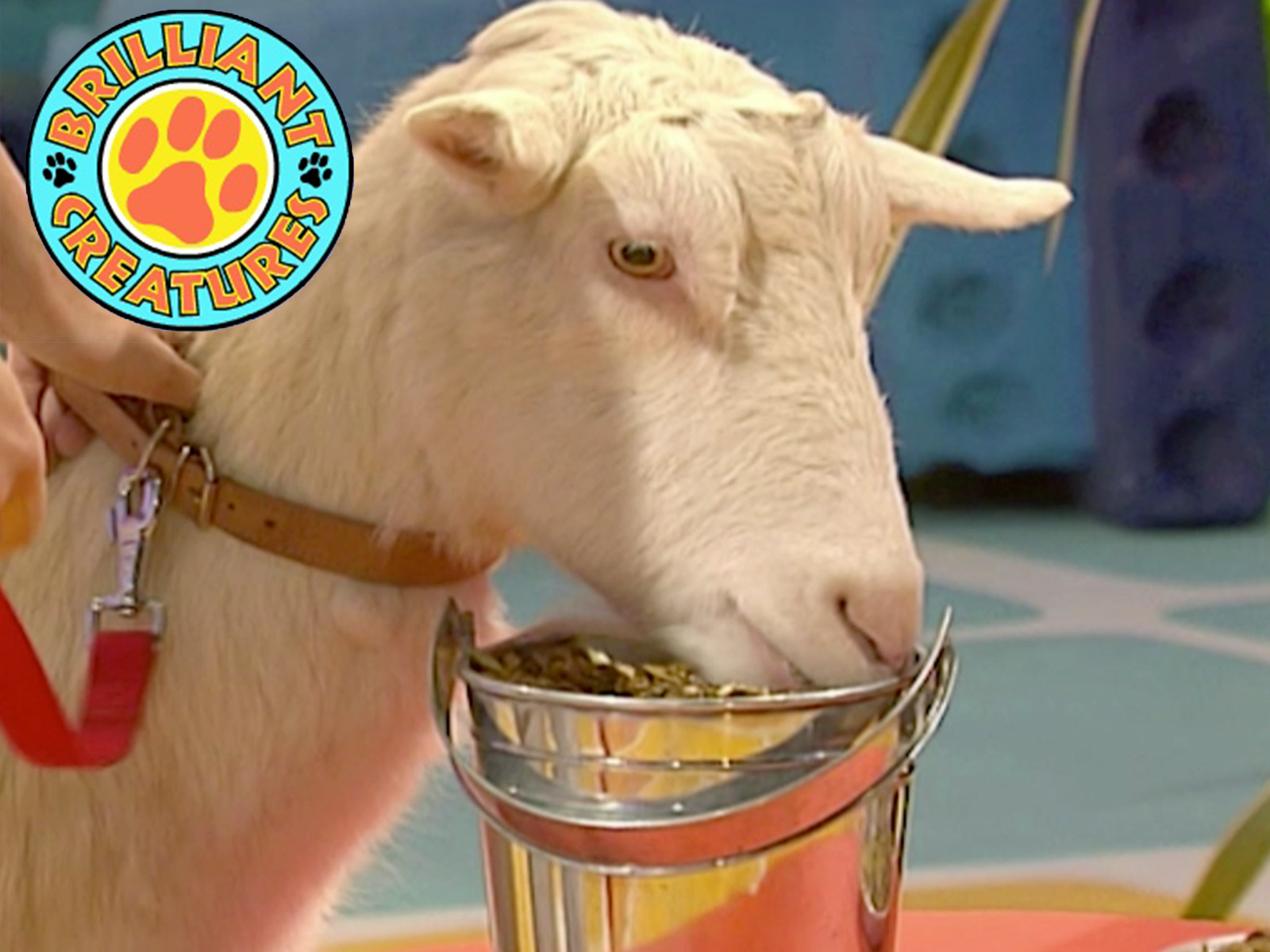 Prime Video: Brilliant Creatures