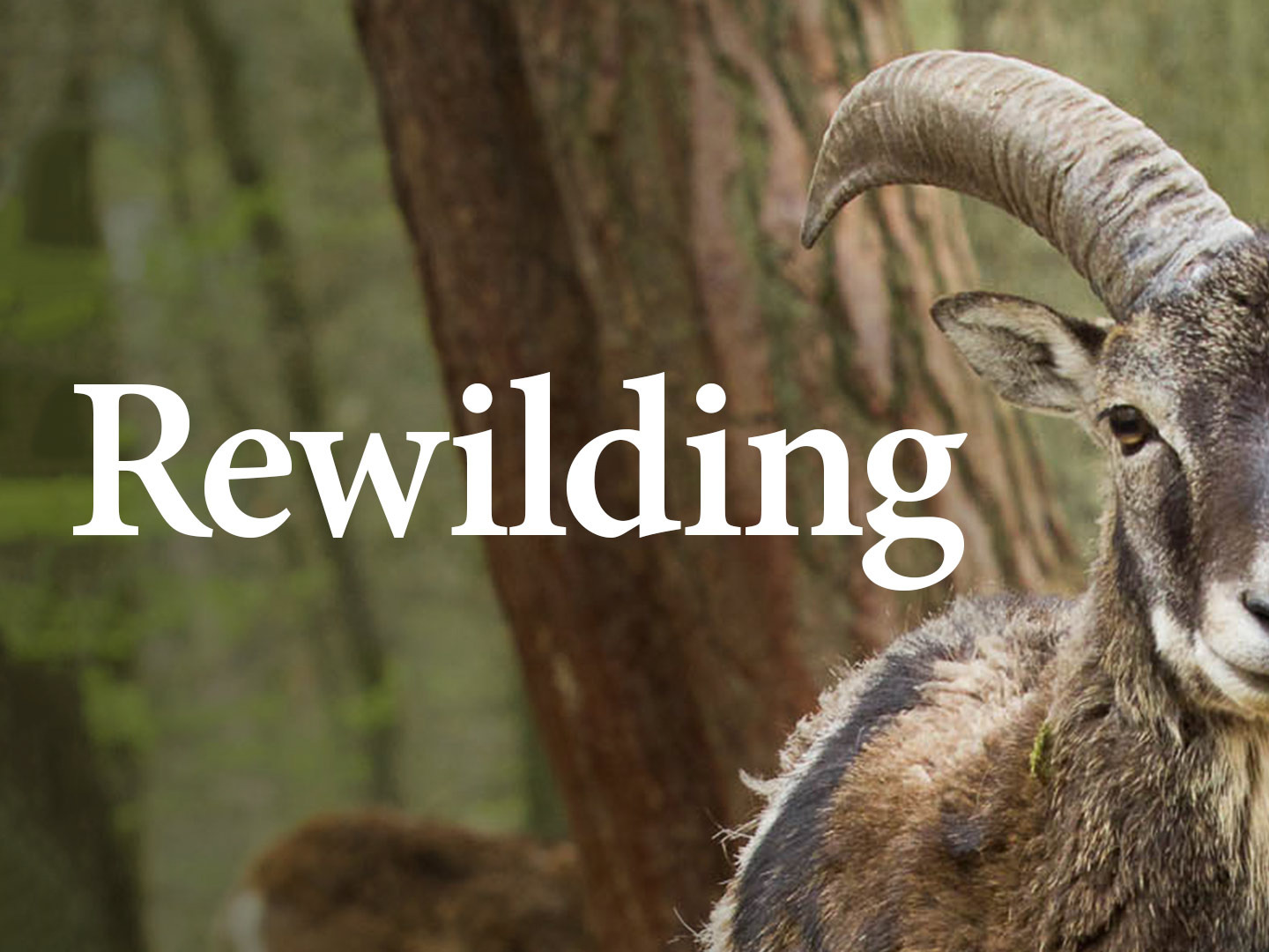 Prime Video: Rewilding - Season1
