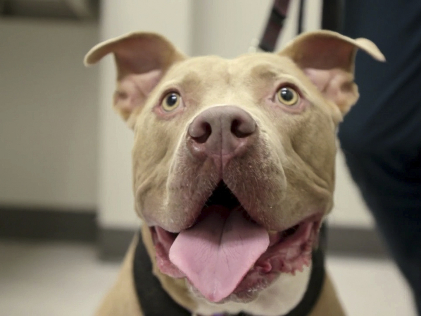 Prime Video: The Vet Life - Season 4