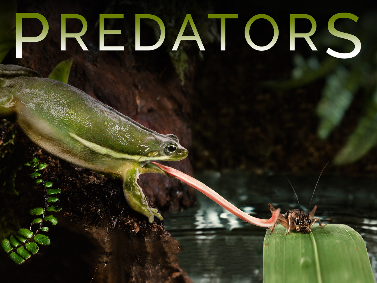 Prime Video: Predators - Season 1