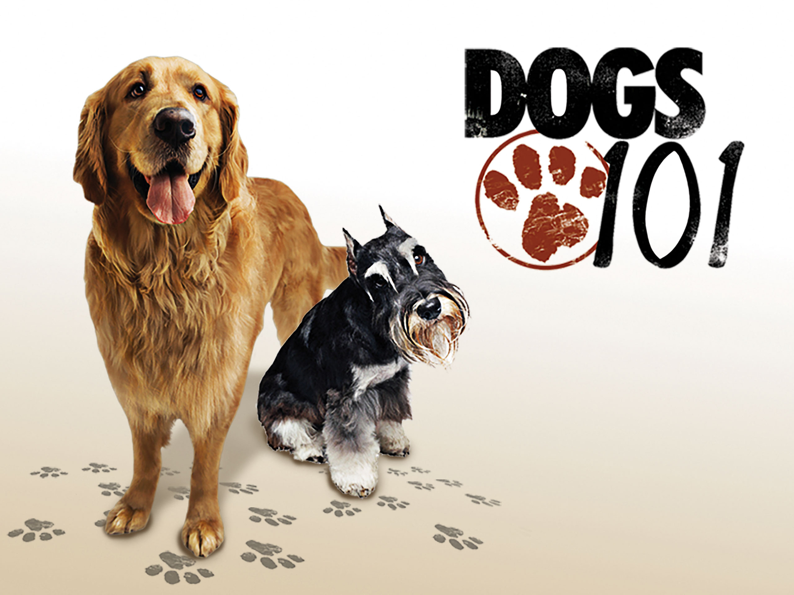 Prime Video: Dogs 101 - Season 2
