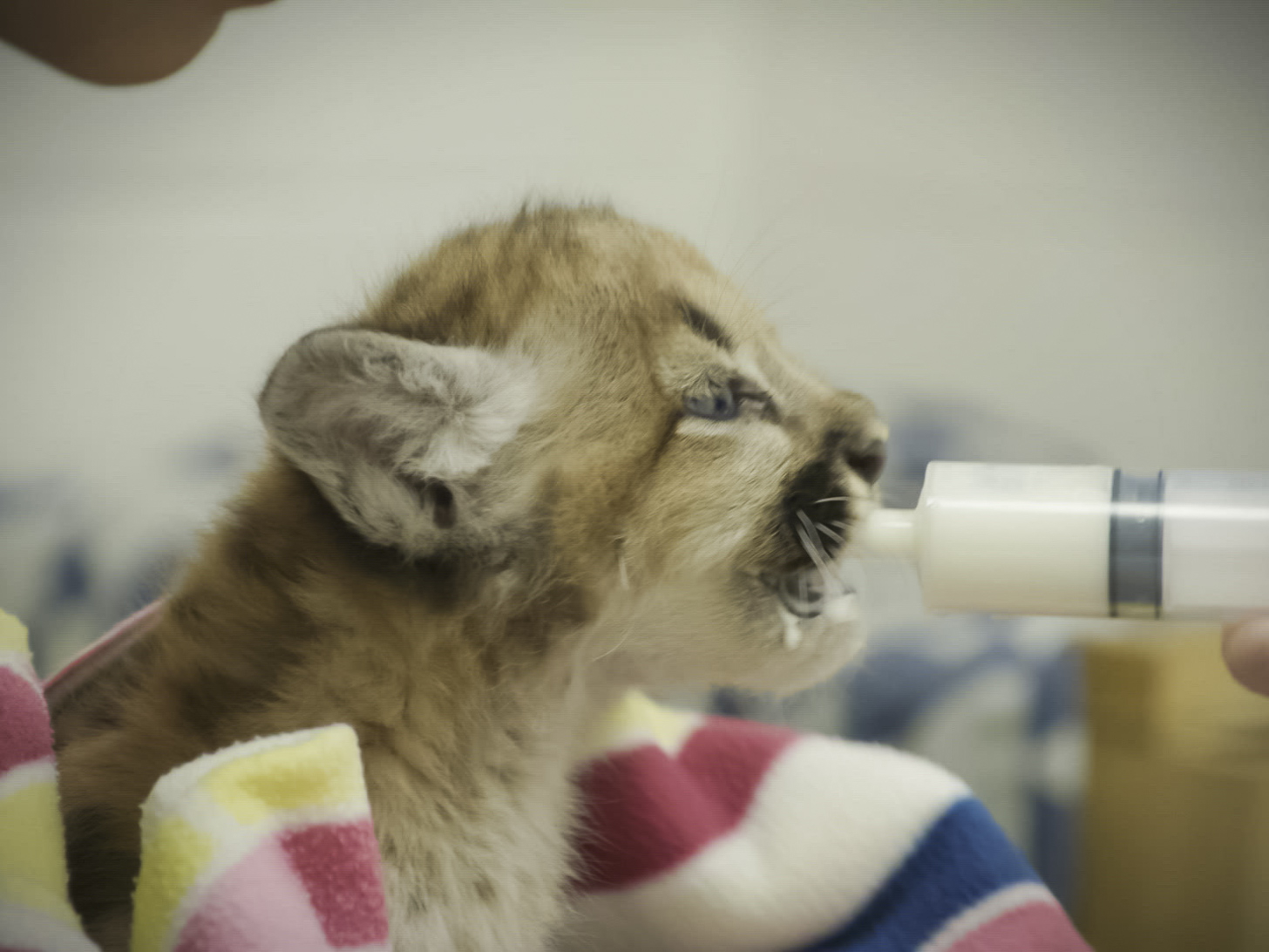 Prime Video: The Zoo - Season 5