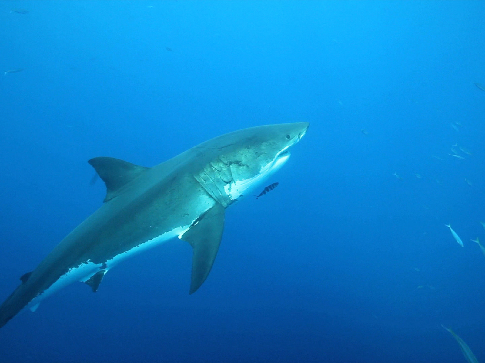 Prime Video: Shark Man with Riley Elliott