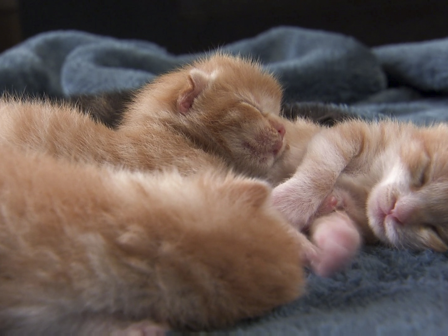 Prime Video: Too Cute! - Season 4