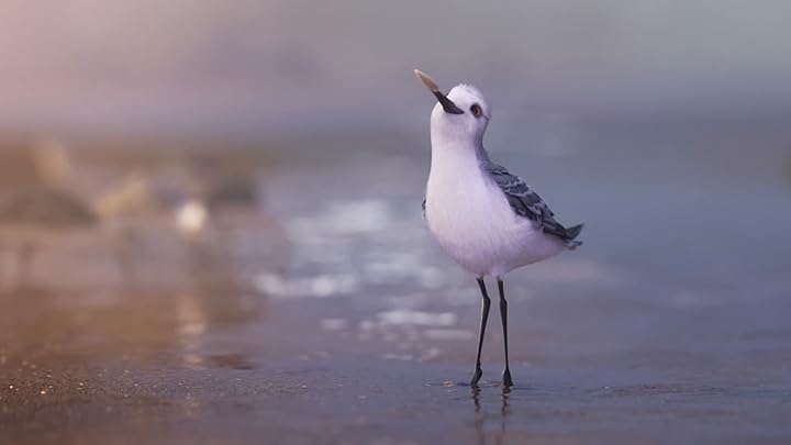 Watch Piper | Prime Video