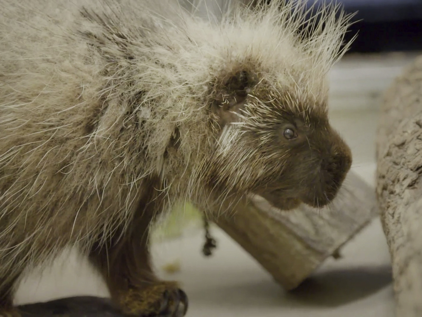 Prime Video: The Zoo - Season 4