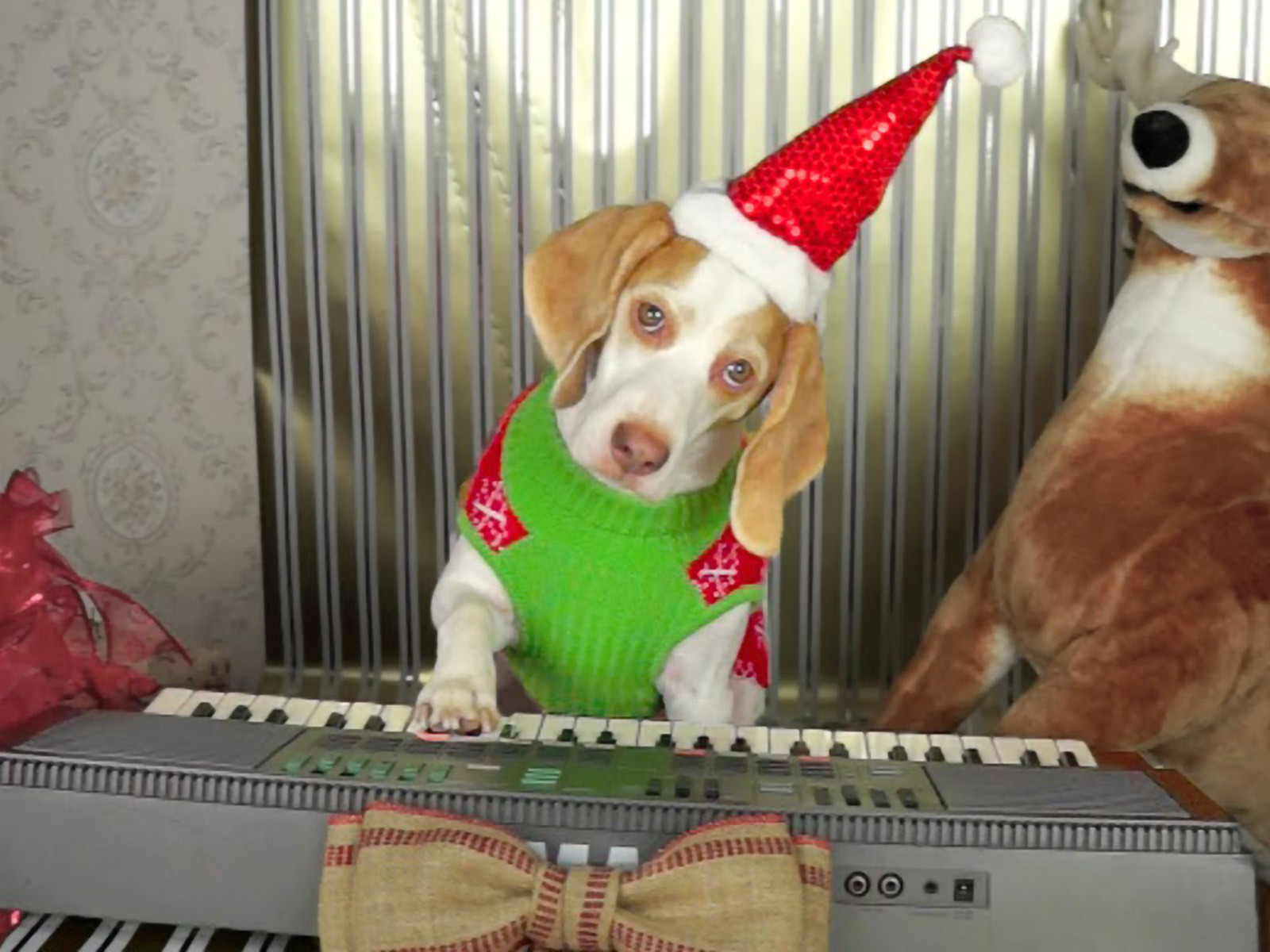 Prime Video: Maymo the Dog Christmas