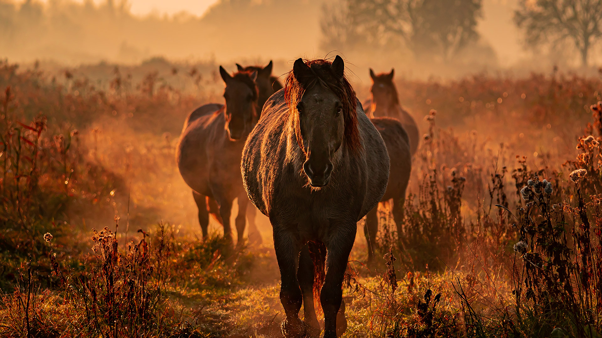 Watch Breaking The Day: Saddle Bronc Rider | Prime Video