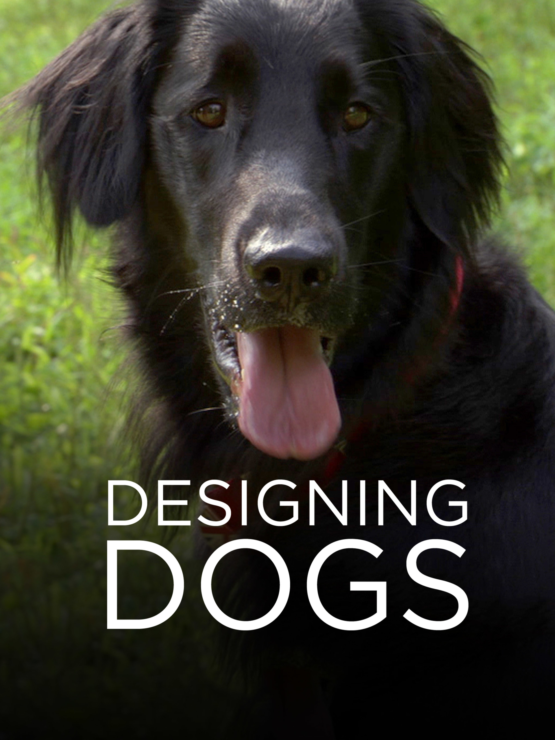 Prime Video: Designing Dogs