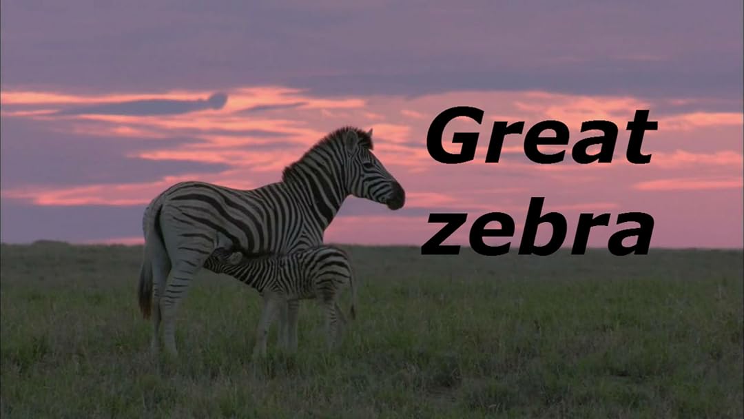 Watch Great Zebra | Prime Video