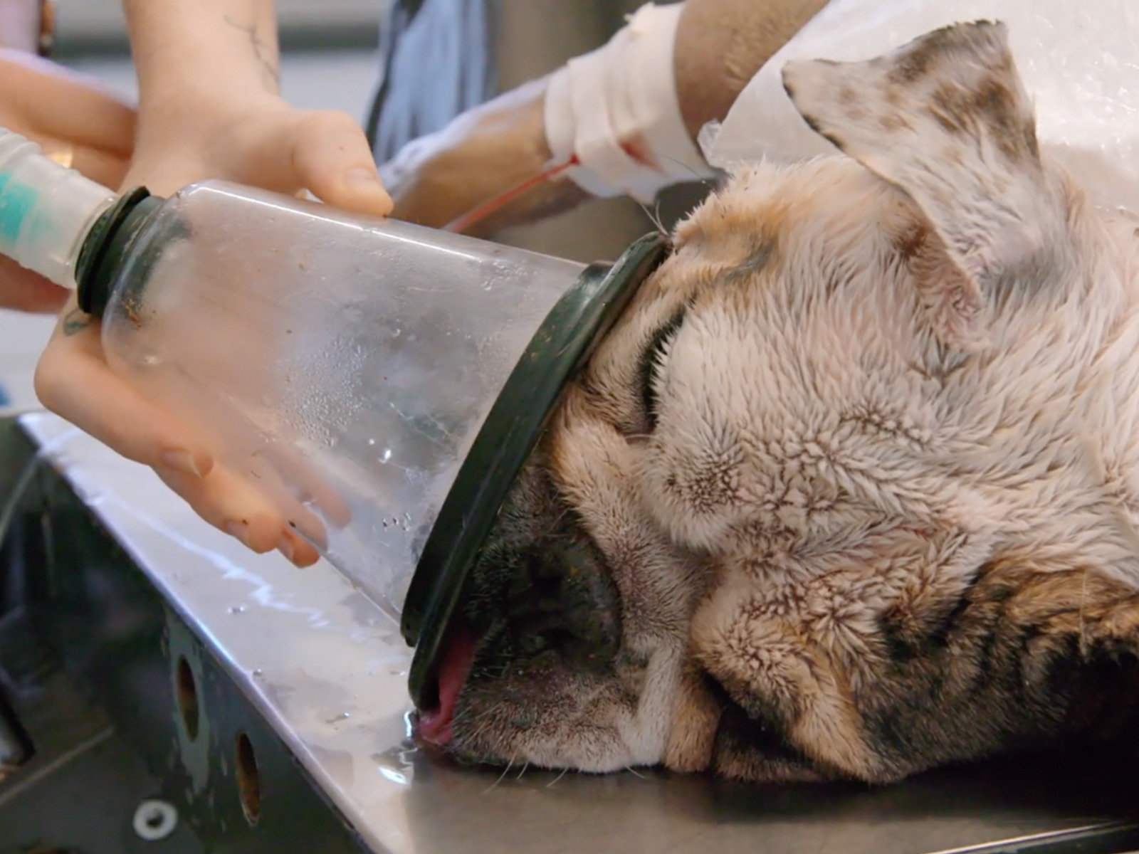 Prime Video: Outback Vet - Season 1