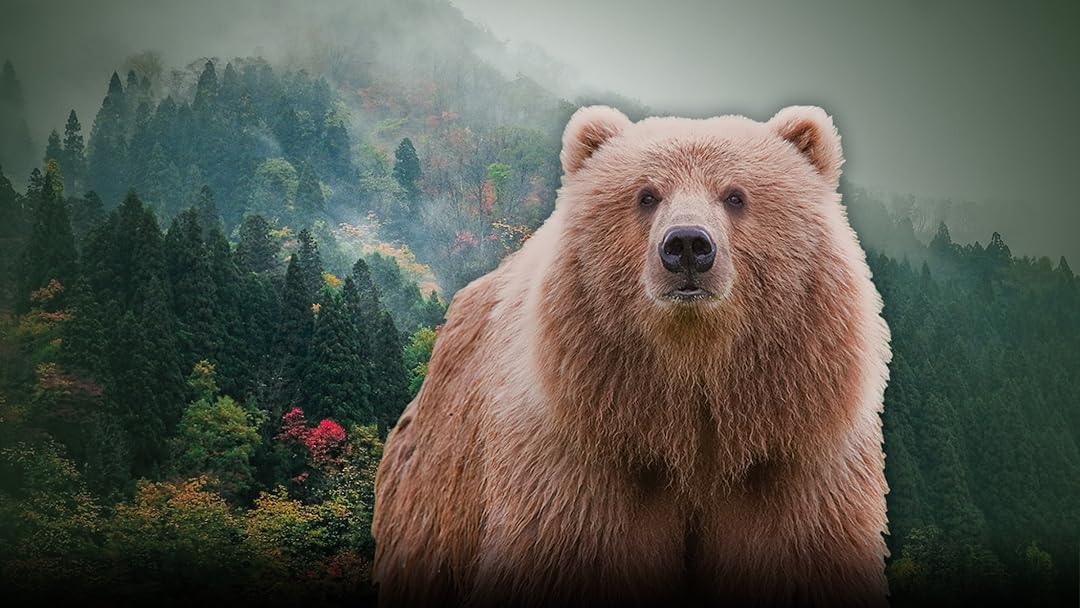 Prime Video: Bear Sanctuary