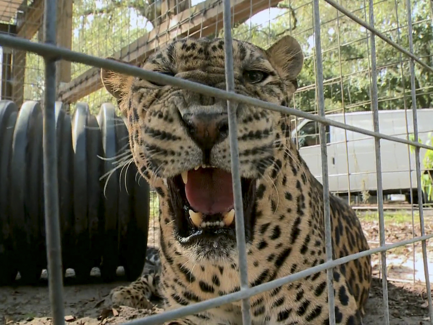 Prime Video: Swamp Brothers - Season 1