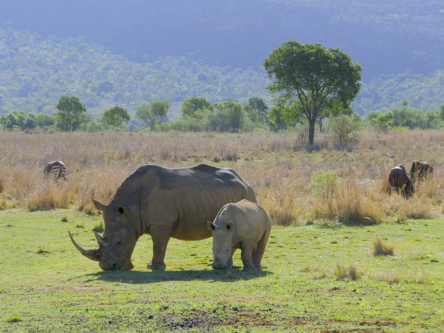 Prime Video: Africa's Wild Horizons - Season 1