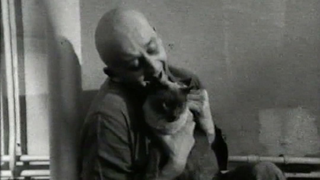 Prime Video: Le Matou