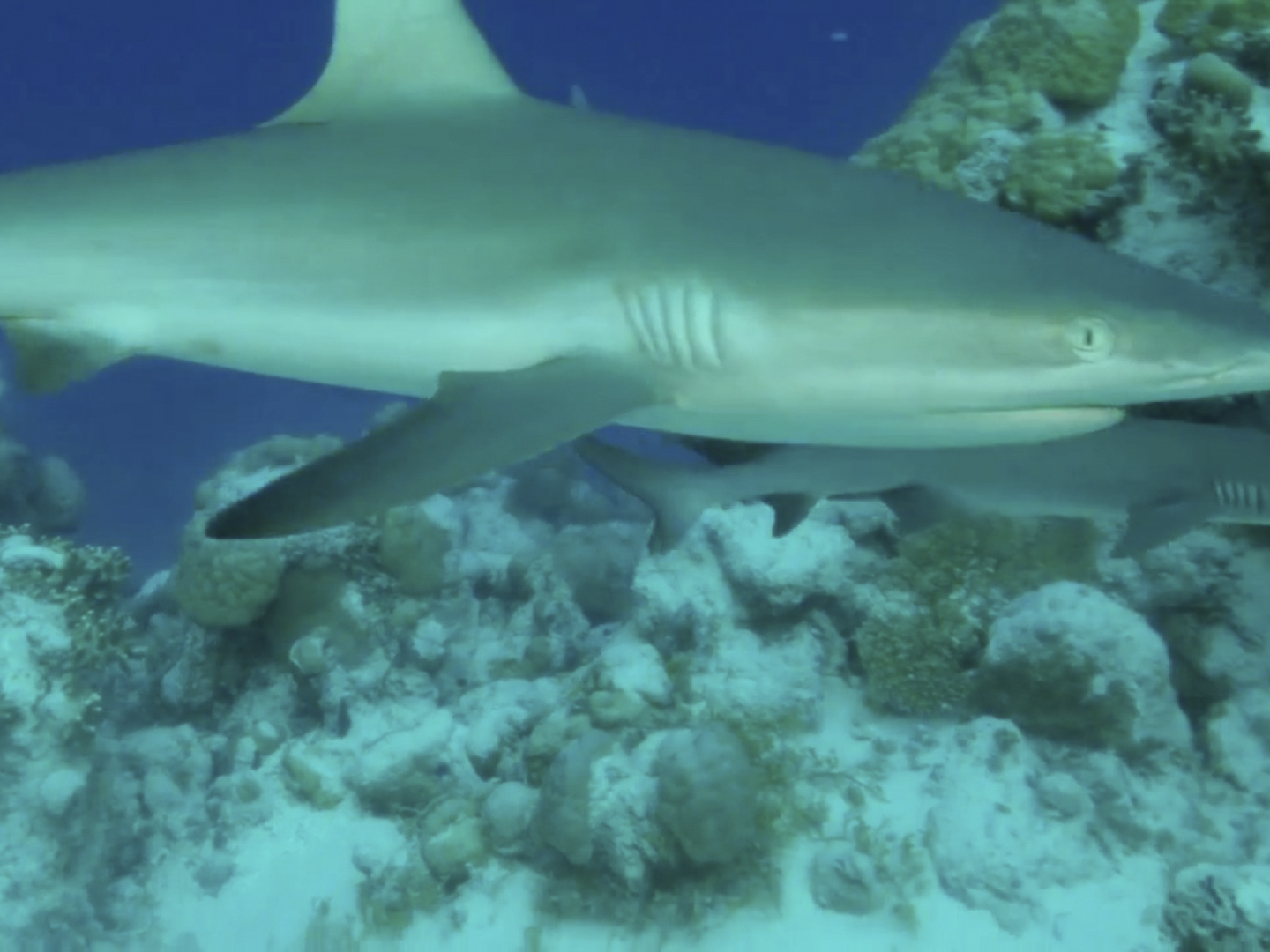 Prime Video: Shark Week - Season 2016