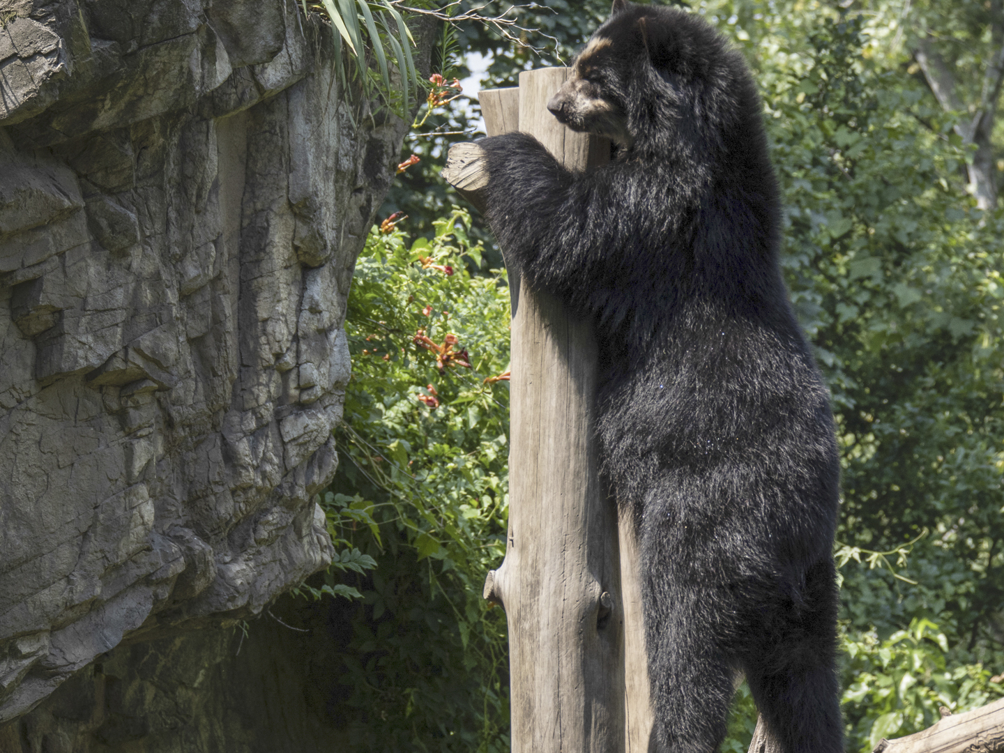 Prime Video: The Zoo - Season 3