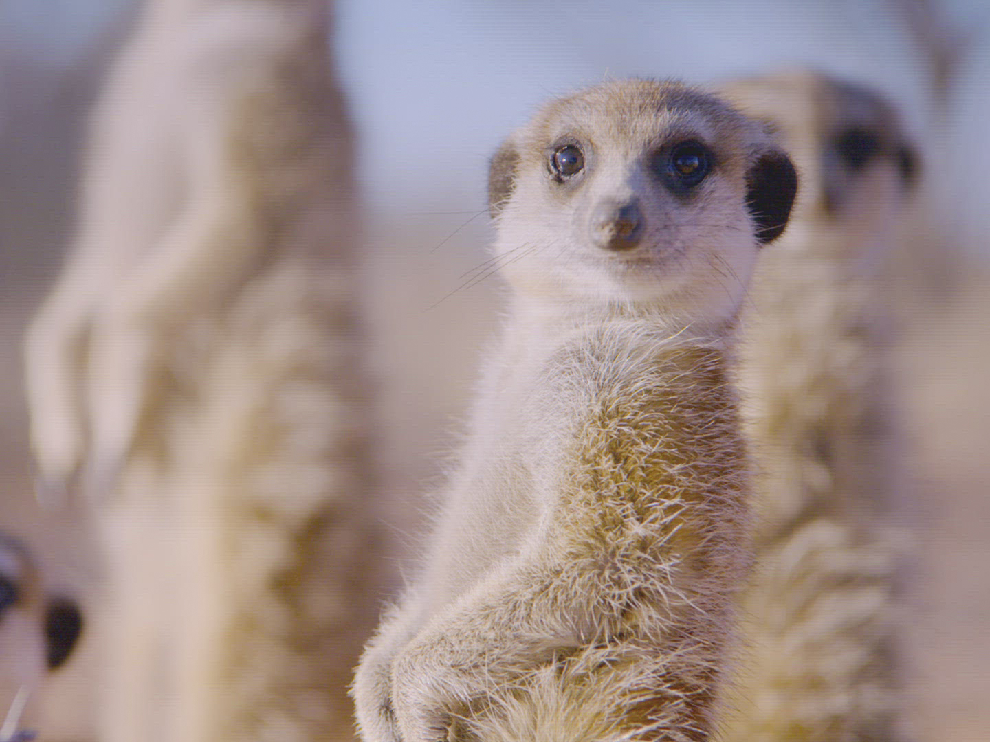 Prime Video: Meet The Meerkats - Season 1