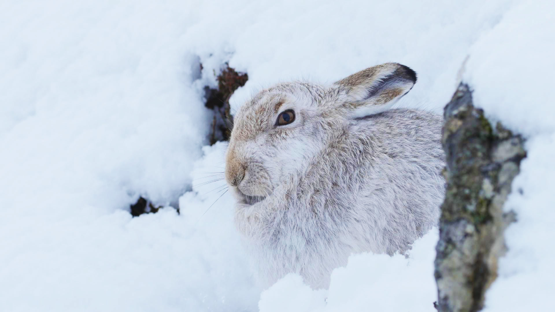 Prime Video: Winterwatch 2019