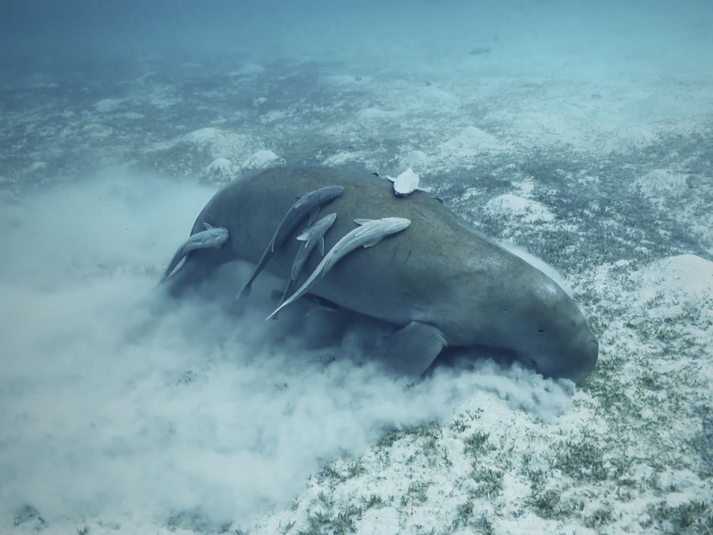 Prime Video: Mysteries of the Deep - Season 2