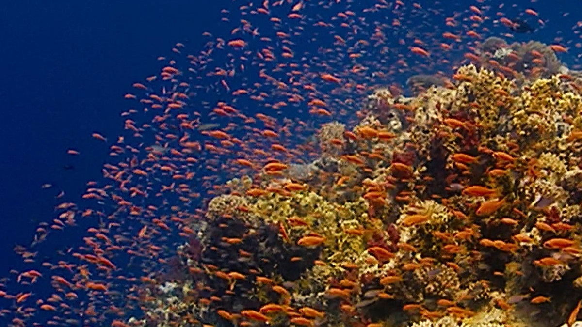 Watch Deep Blue | Prime Video