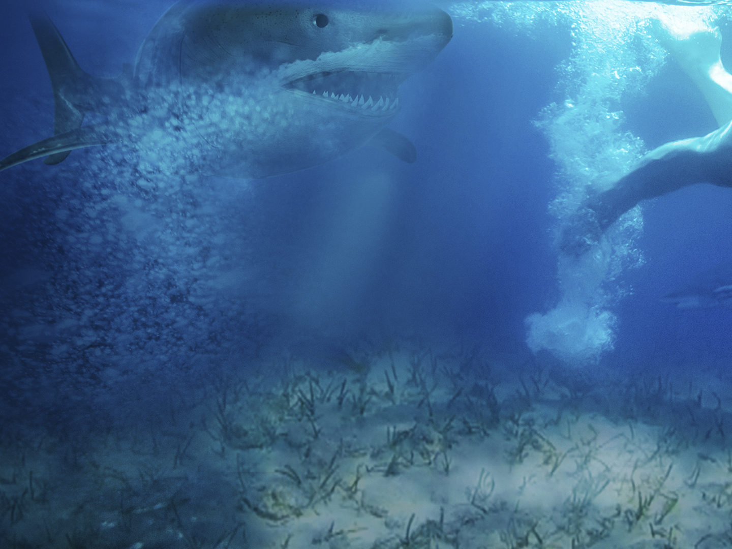 Prime Video: Shark Week - Season 2017