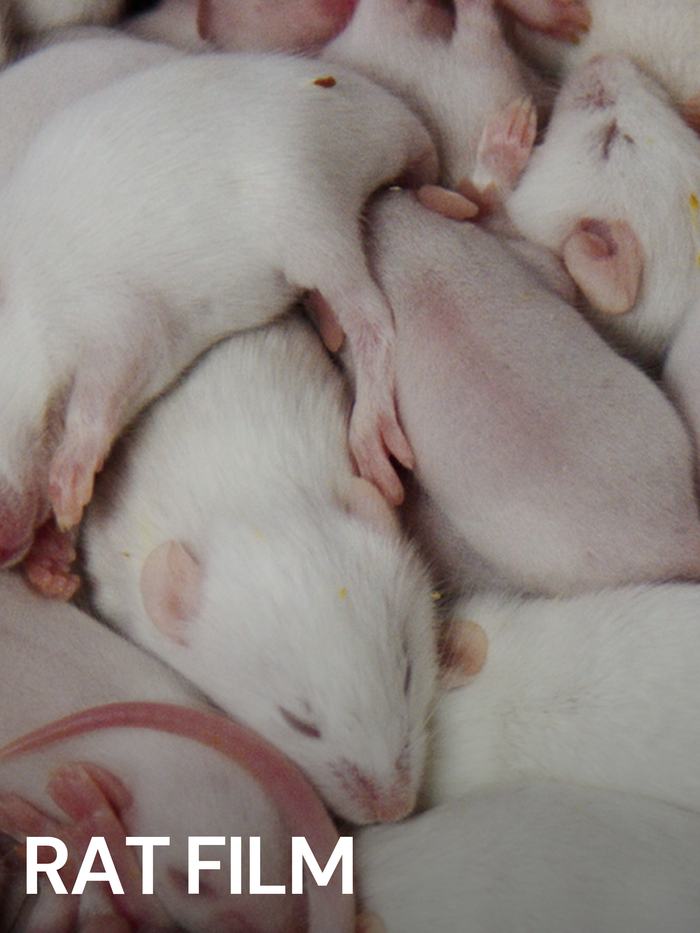 Prime Video: Rat Film