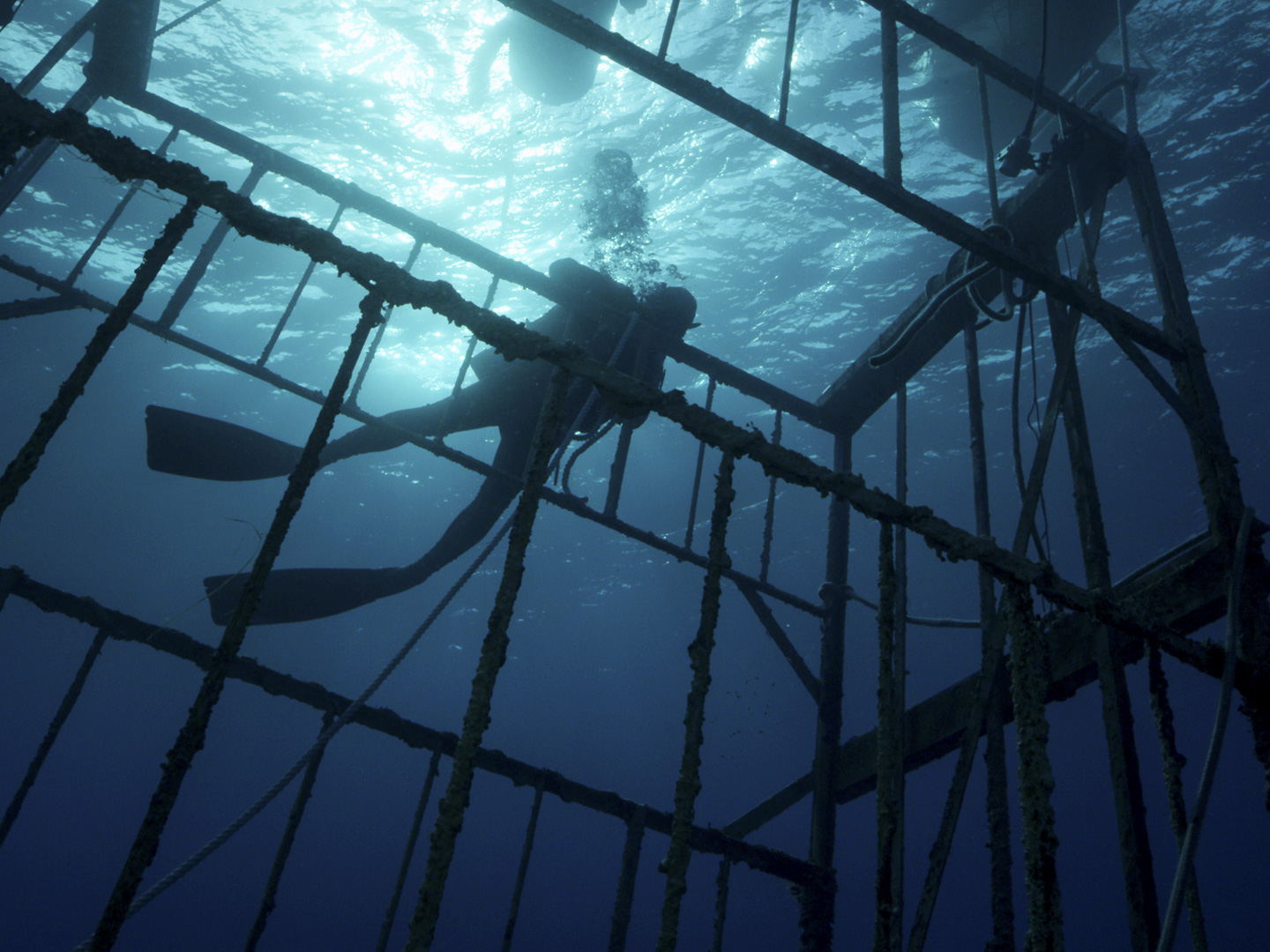 Prime Video: Shark Week - Season 2017