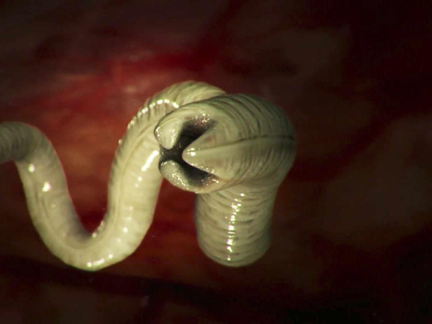 Prime Video: Monsters Inside Me - Season 3