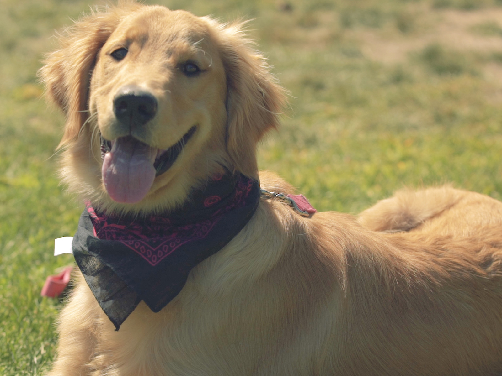 Prime Video: Puppy Prep