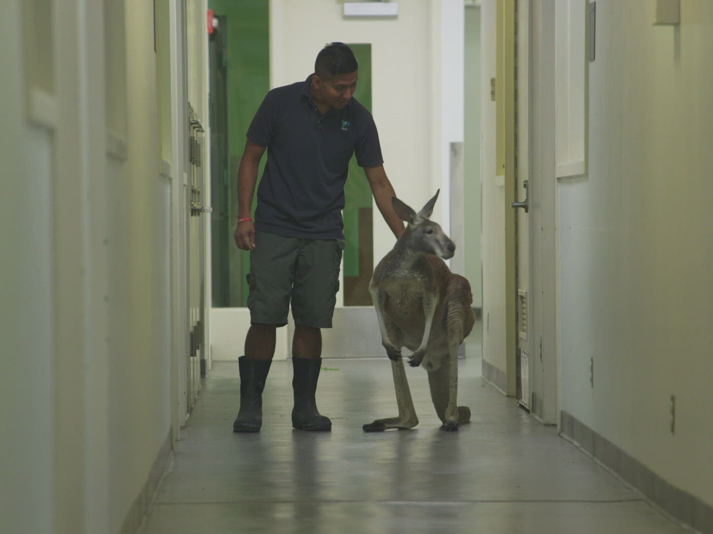 Prime Video: The Zoo - Season 4