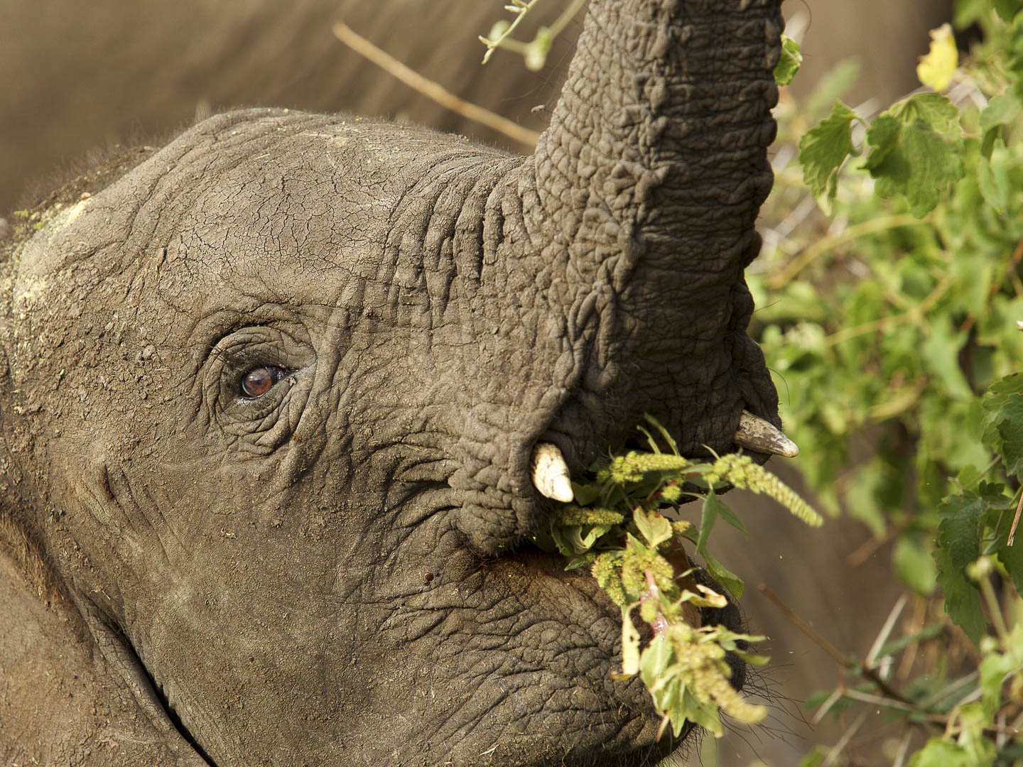 Prime Video: Blood Ivory - Season 1