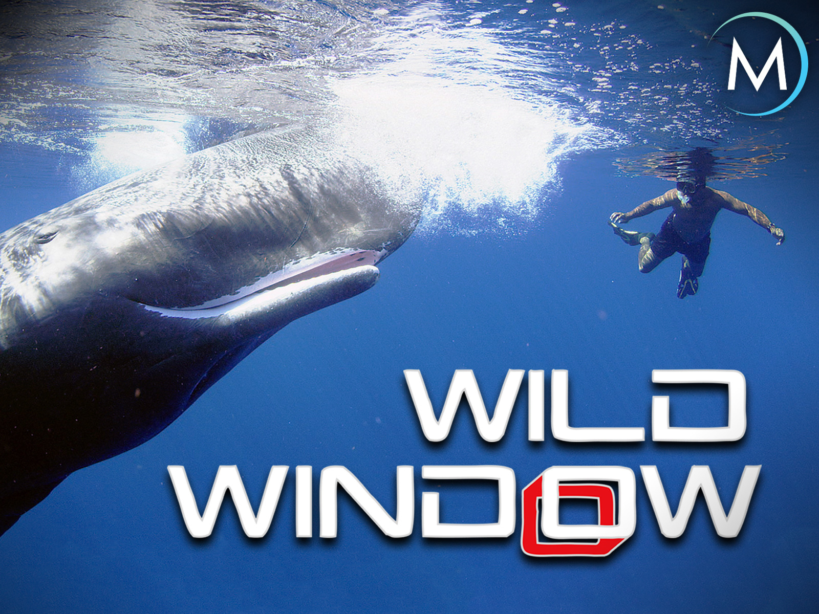 Prime Video: Wild Window
