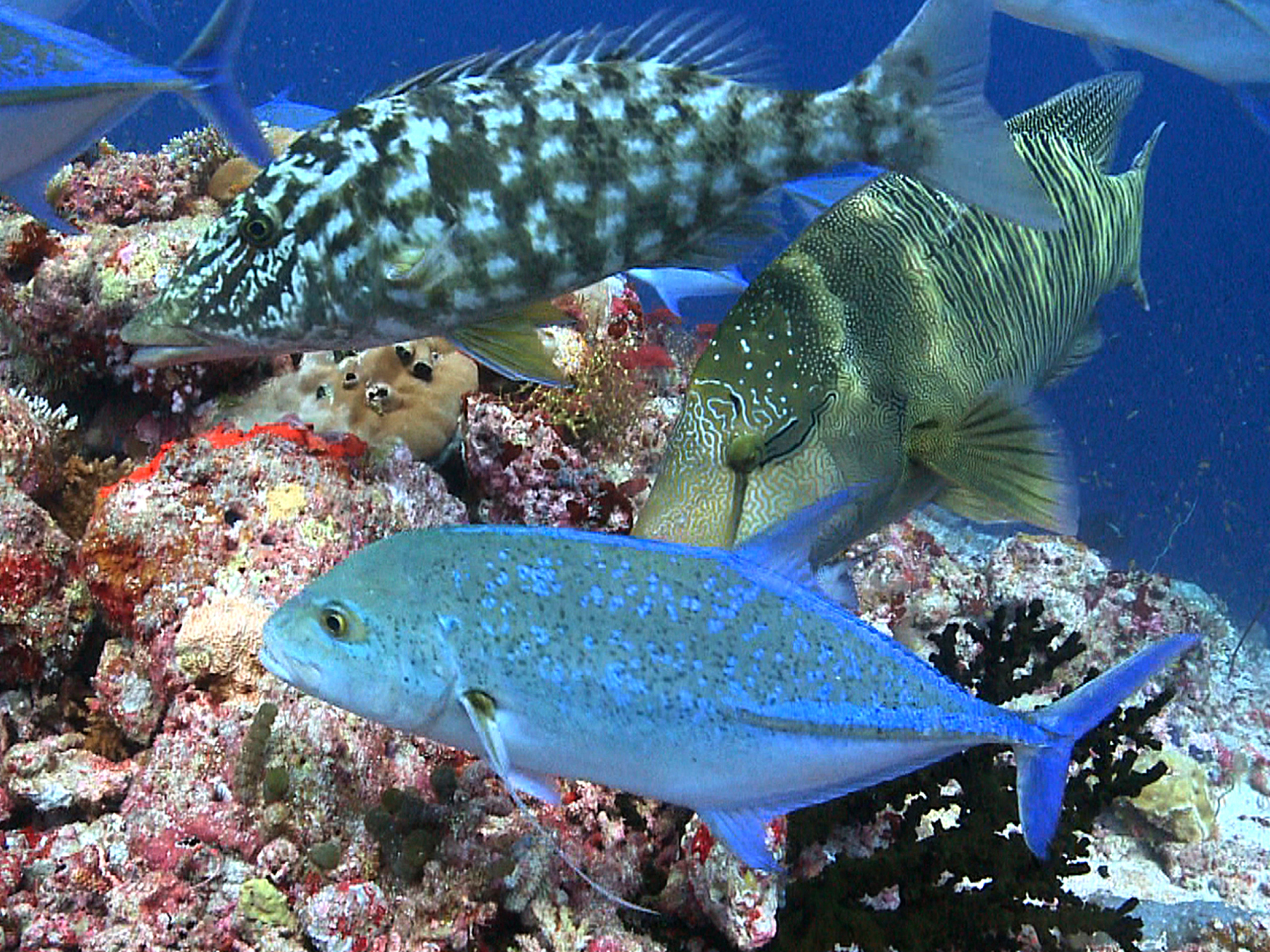 Prime Video: Nature's Greatest Secret - The Coral Triangle