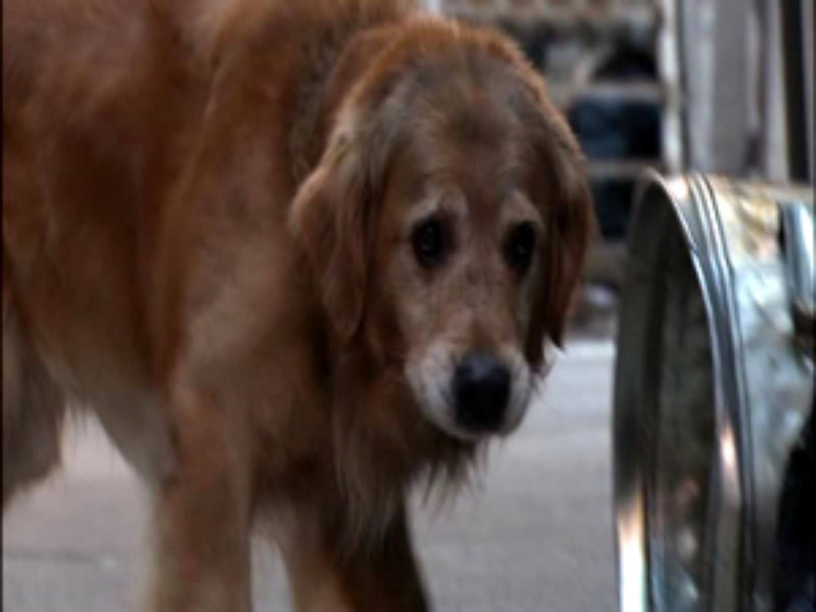 Prime Video: Sue Thomas F.B. Eye