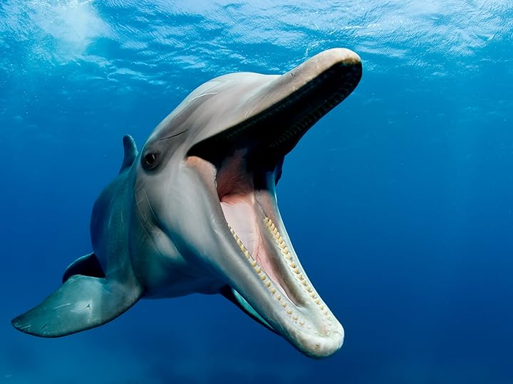 Prime Video: Battle of the Alphas