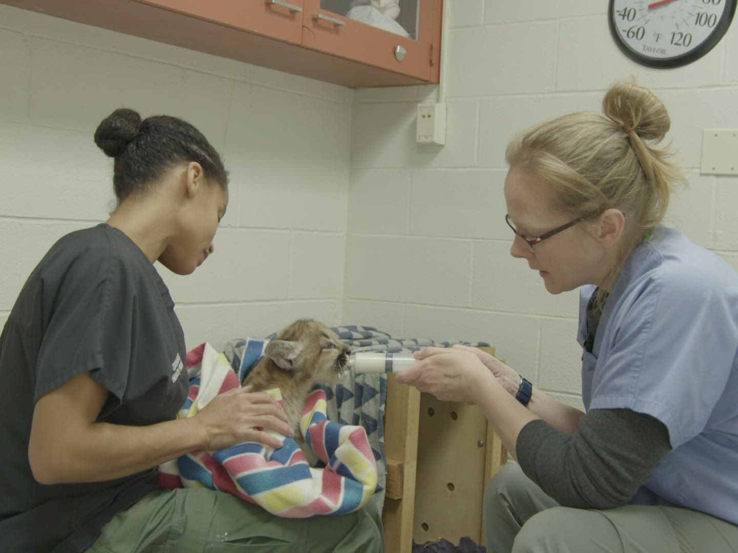 Prime Video: The Zoo - Season 4