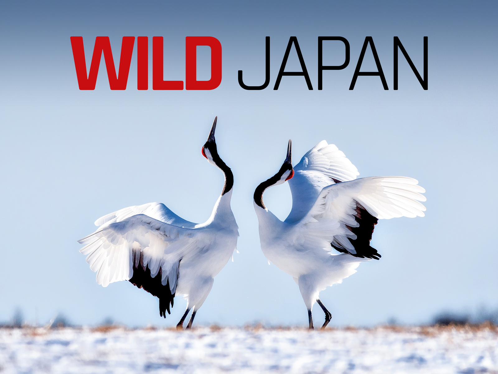 Prime Video: Wild Japan - Season 1