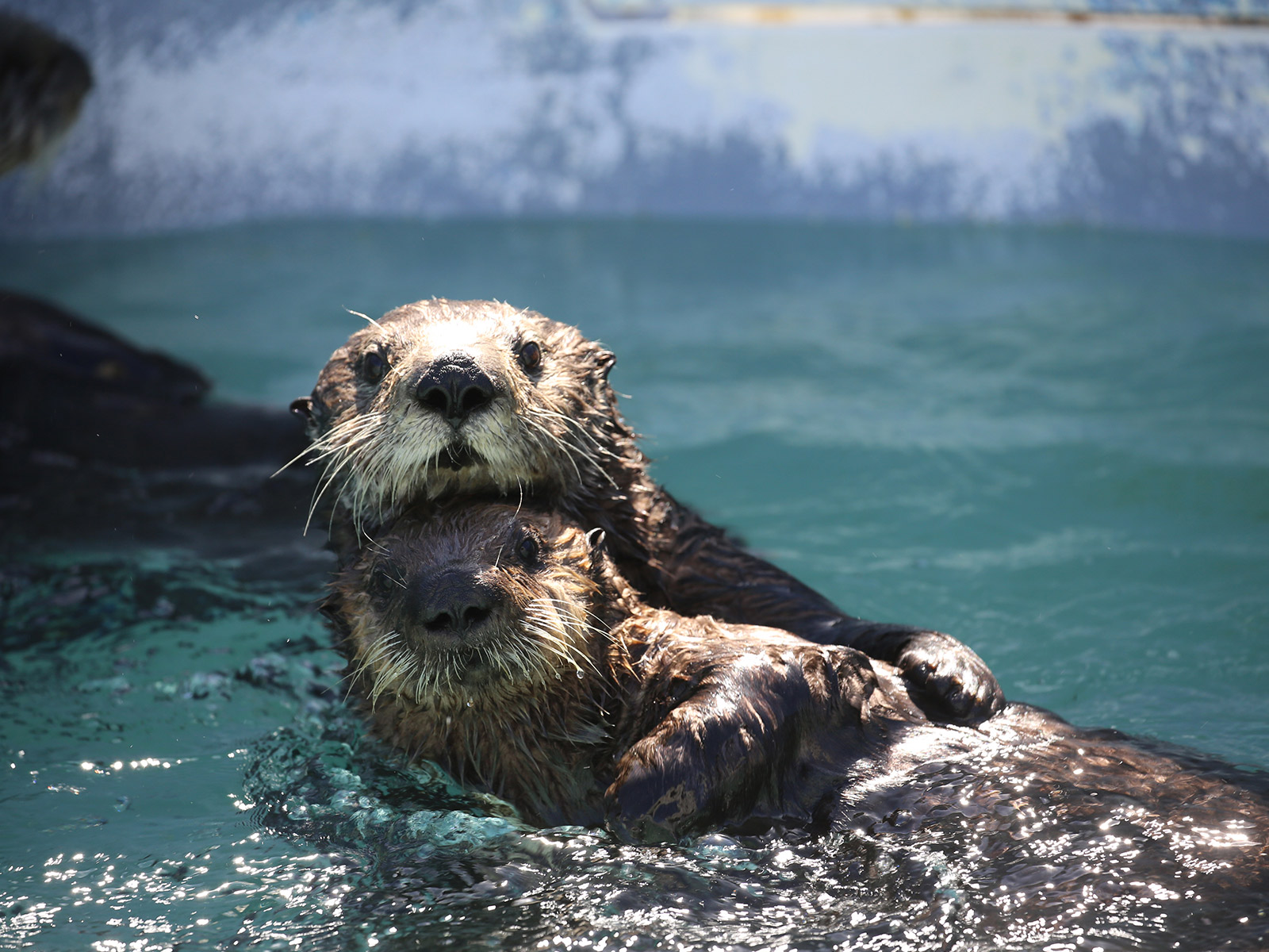 Prime Video: Animal Mums - Season 1